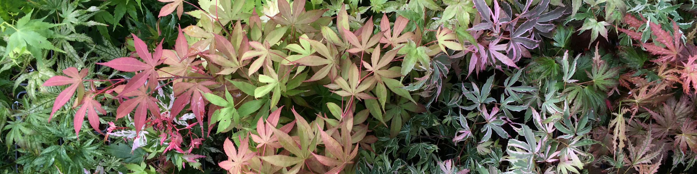 Acer-leaves-narrow-strip – Miles Japanese Maples